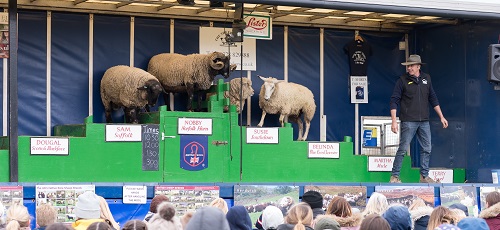 Sheep Shearing – Royal Norfolk Show