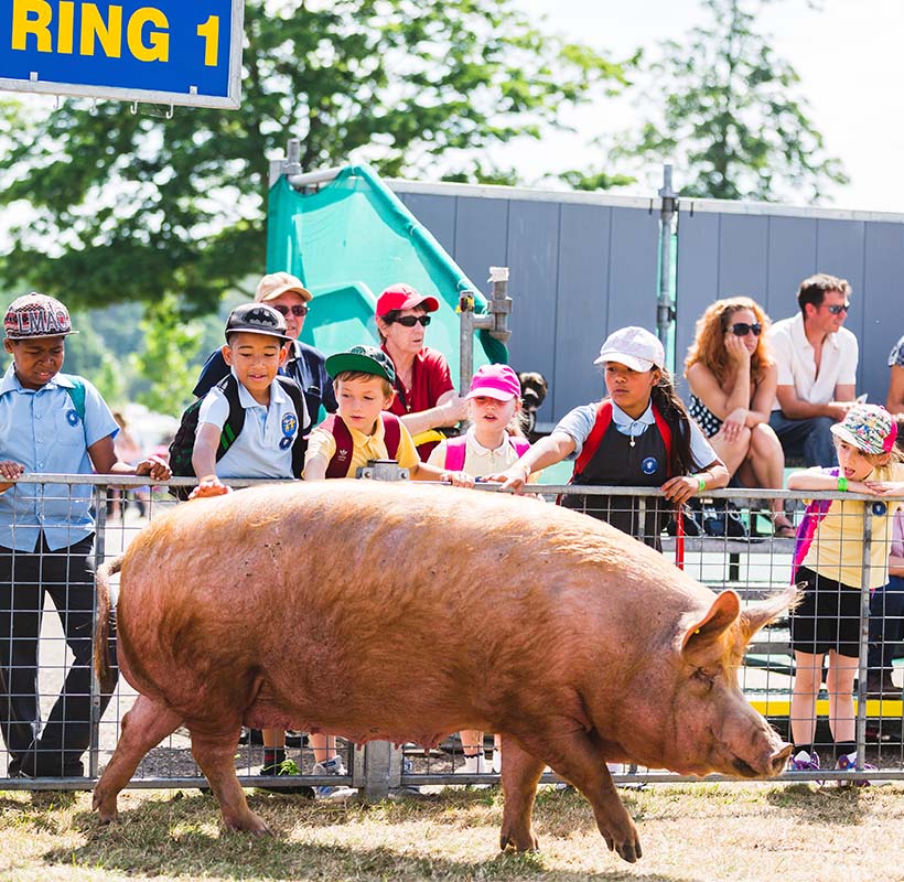Events Archive - Royal Norfolk Show