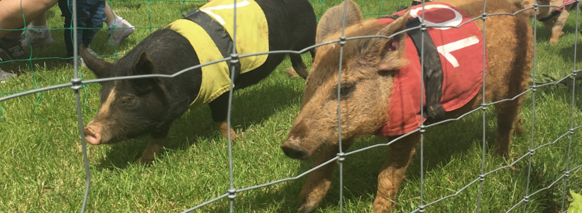 The Countryside Ring – Royal Norfolk Show